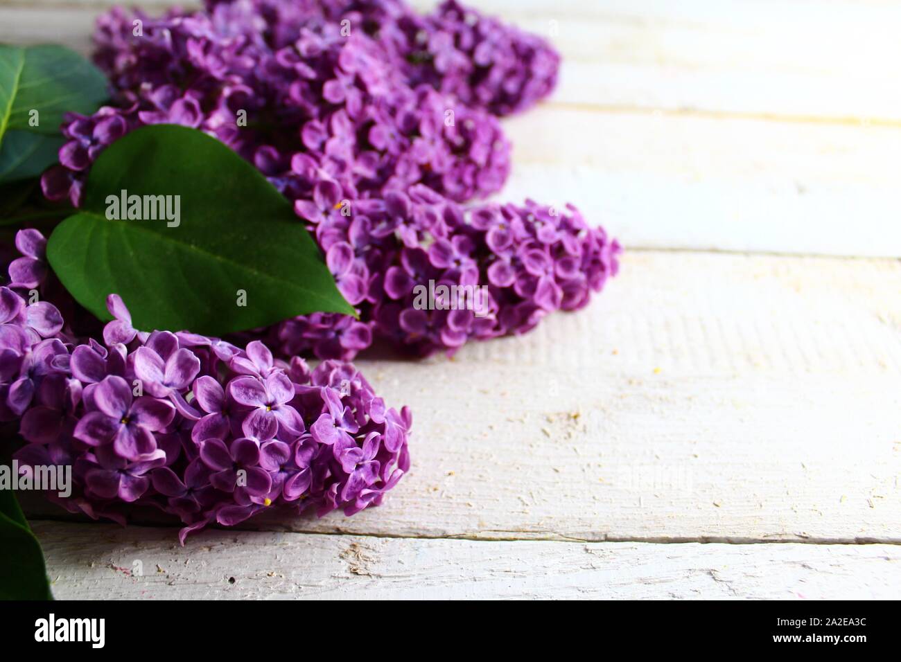 The picture shows purple lilac border on white boards Stock Photo - Alamy