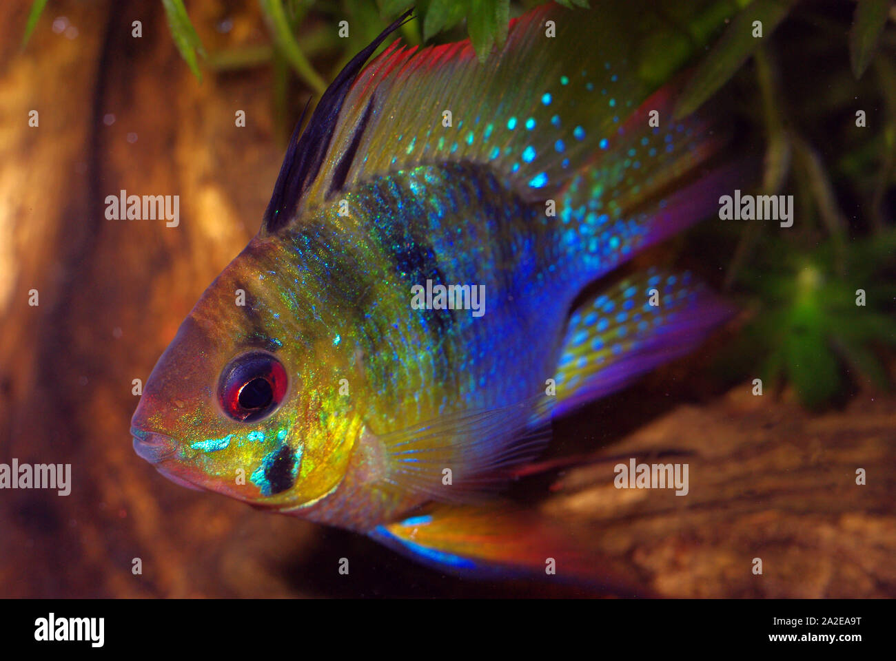 Ramirez Dwarf Cichlid Rainbow