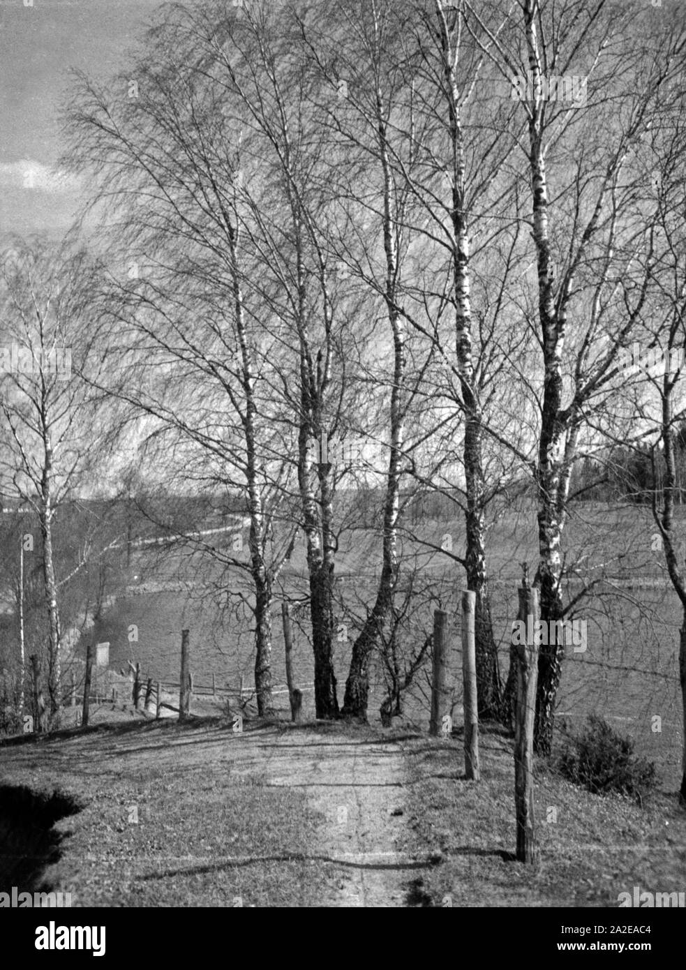 Landschaftsbild mit Birkenbäumen bei Treuburg in Masuren, Ostpreußen ...