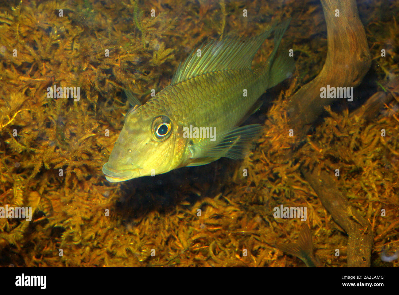 Jurupari hi-res stock photography and images - Alamy