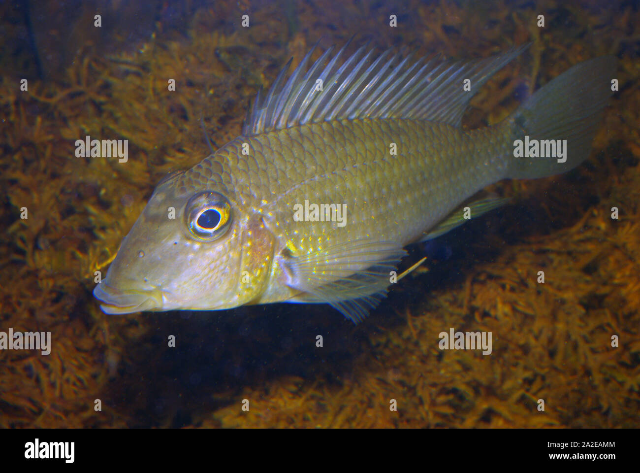 Demon eartheater, Satanoperca jurupari Stock Photo - Alamy