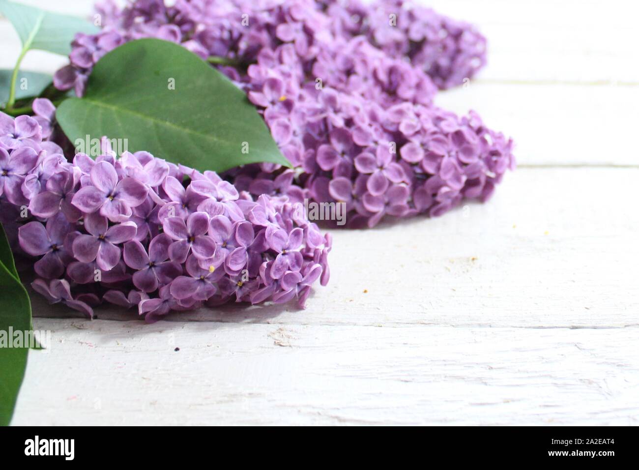 The picture shows a purple lilac border on white boards Stock Photo - Alamy