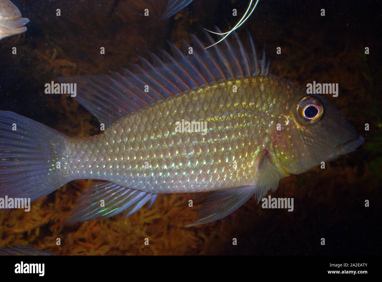 Demon eartheater, Satanoperca jurupari Stock Photo - Alamy