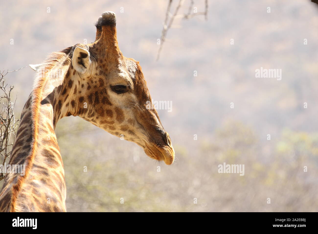 Giraffe looking left Stock Photo - Alamy