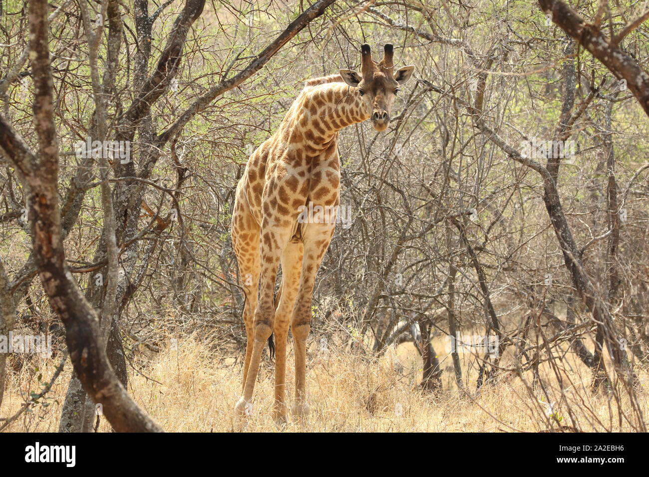 Giraffe backside hi-res stock photography and images - Alamy
