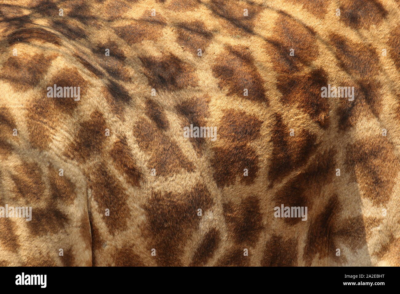 Giraffe backside hi-res stock photography and images - Alamy