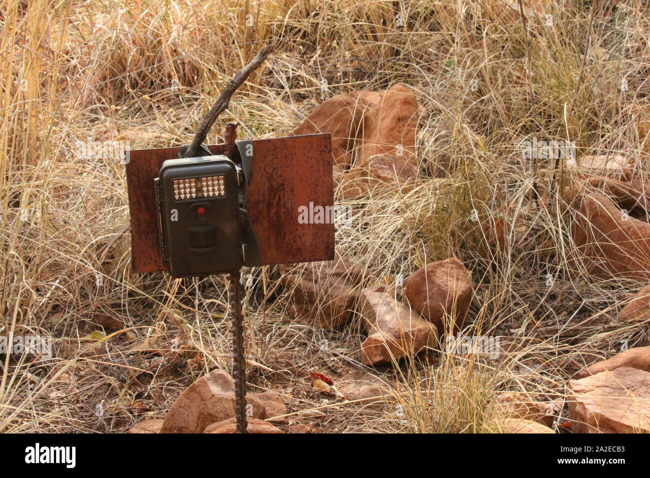 Camera trap hi-res stock photography and images - Alamy