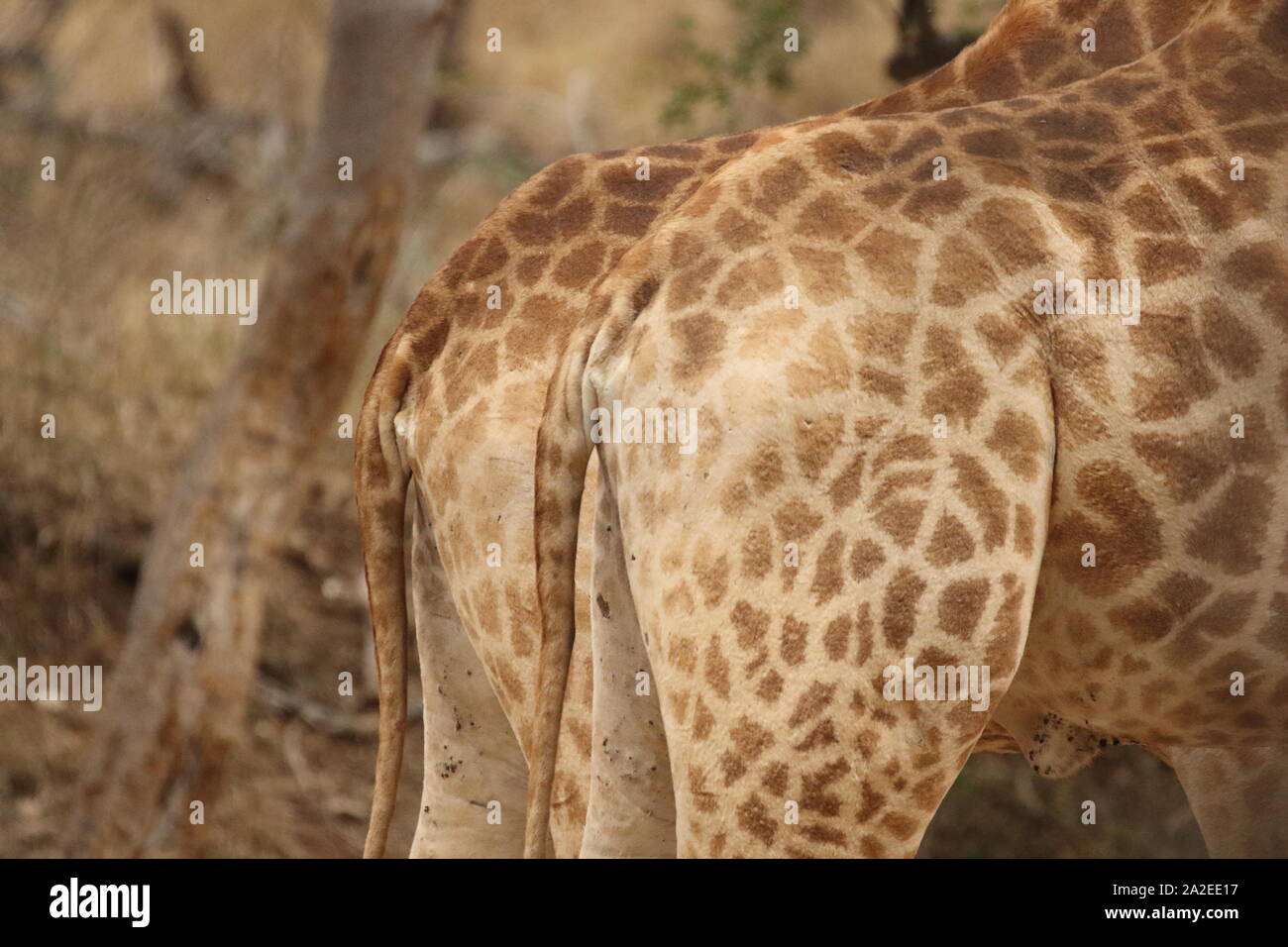 Giraffe backside hi-res stock photography and images - Alamy
