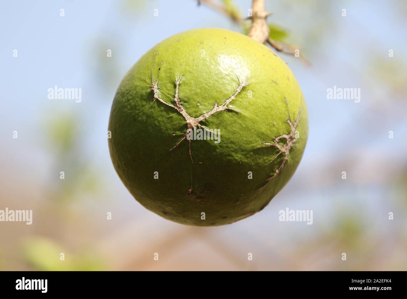 Spiny monkey orange hi-res stock photography and images - Alamy