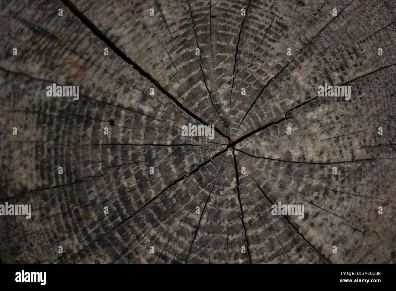 Close-up of cross-section of tree. The trees are seen Stock Photo - Alamy