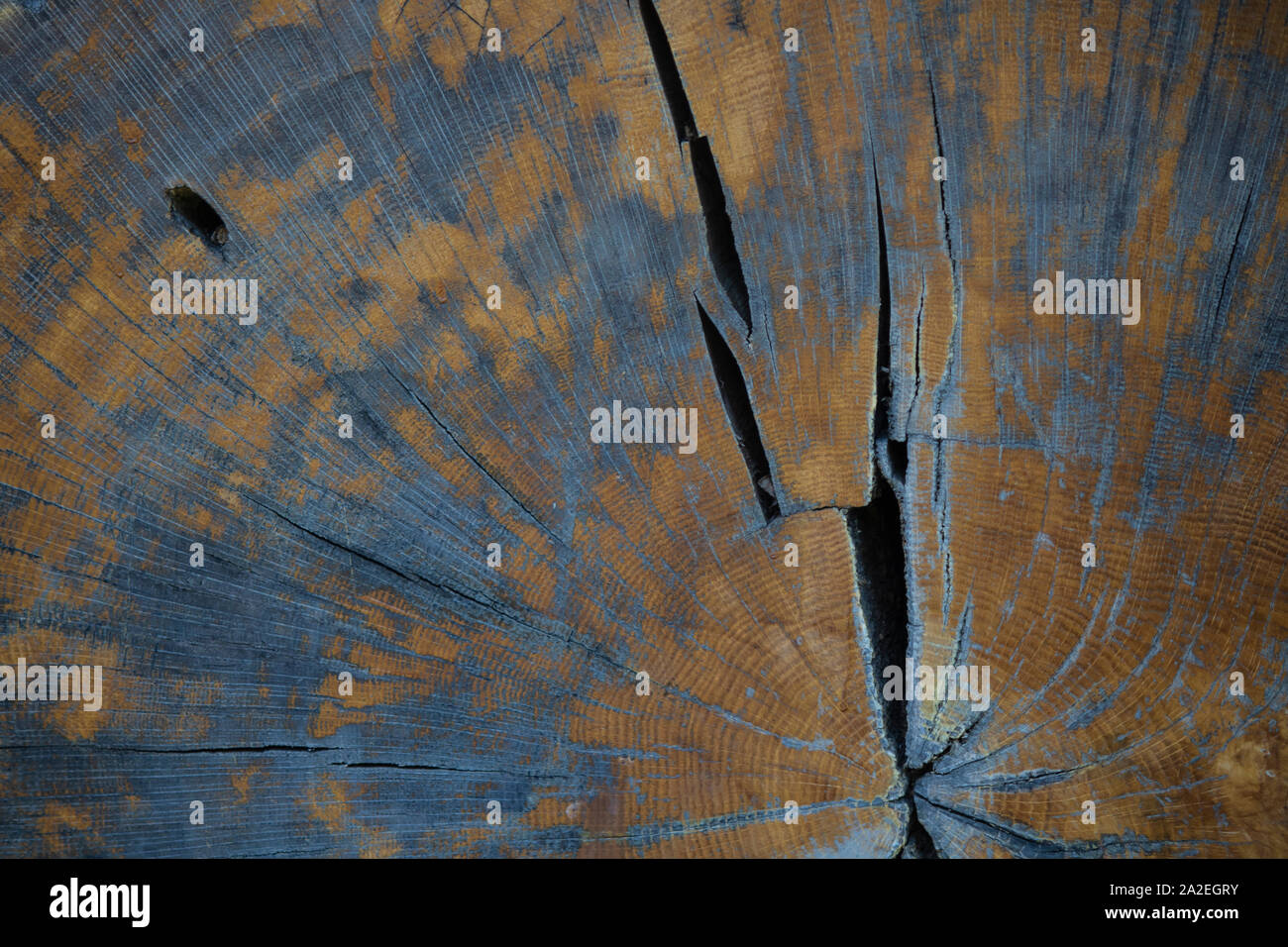 Tree Cross Section High Resolution Stock Photography and Images - Alamy
