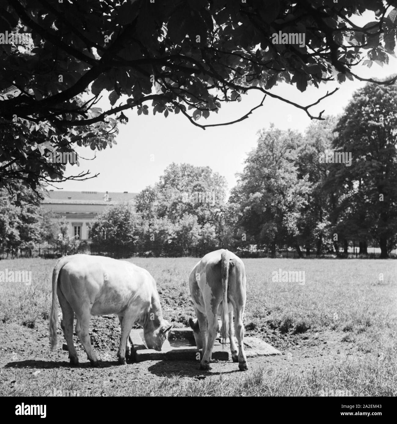 A cows life Black and White Stock Photos & Images - Alamy