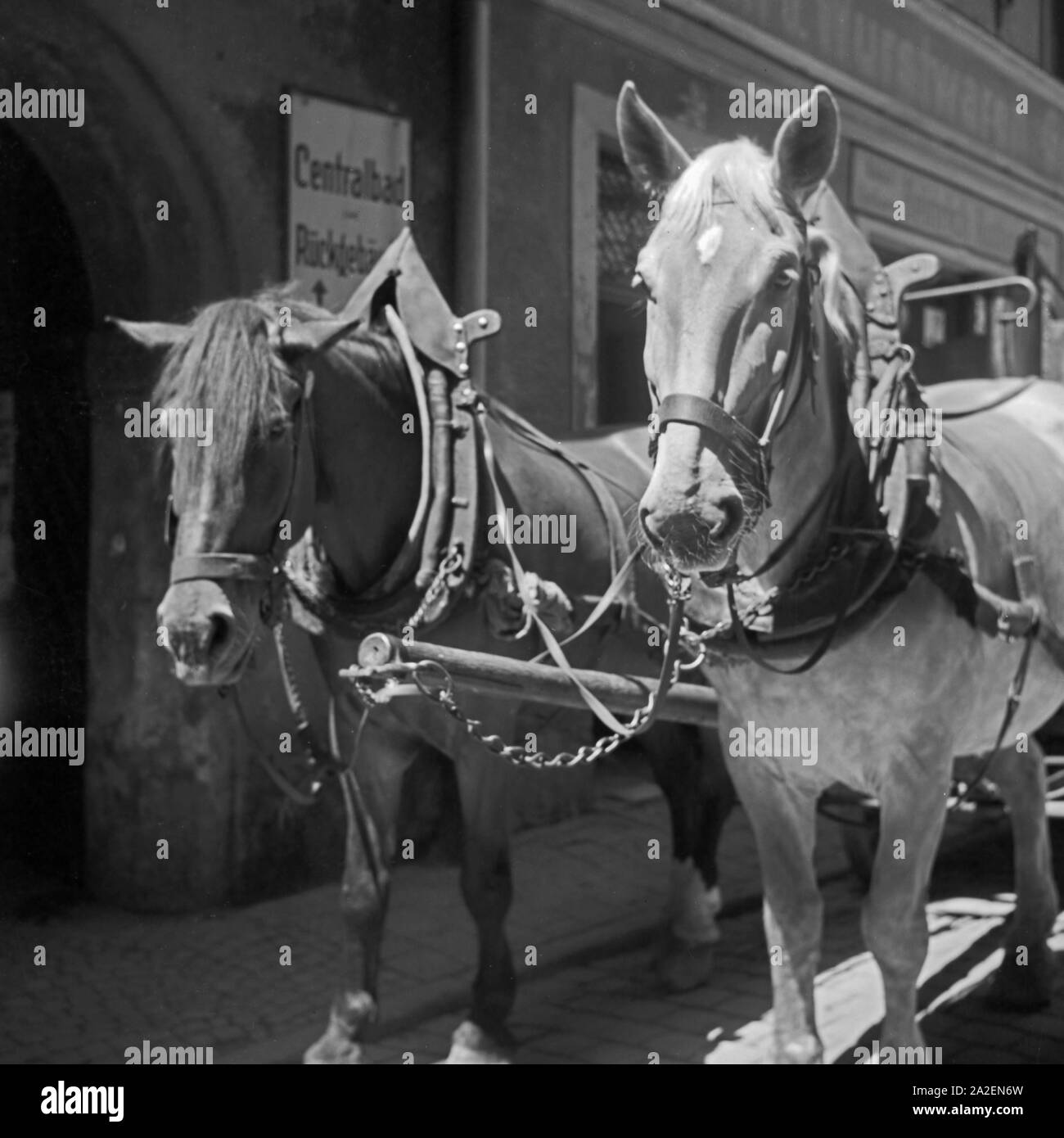 Working horses hi-res stock photography and images - Alamy