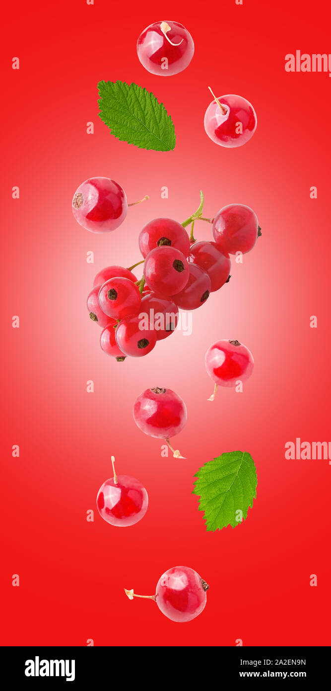Red currant clipart hi-res stock photography and images - Alamy