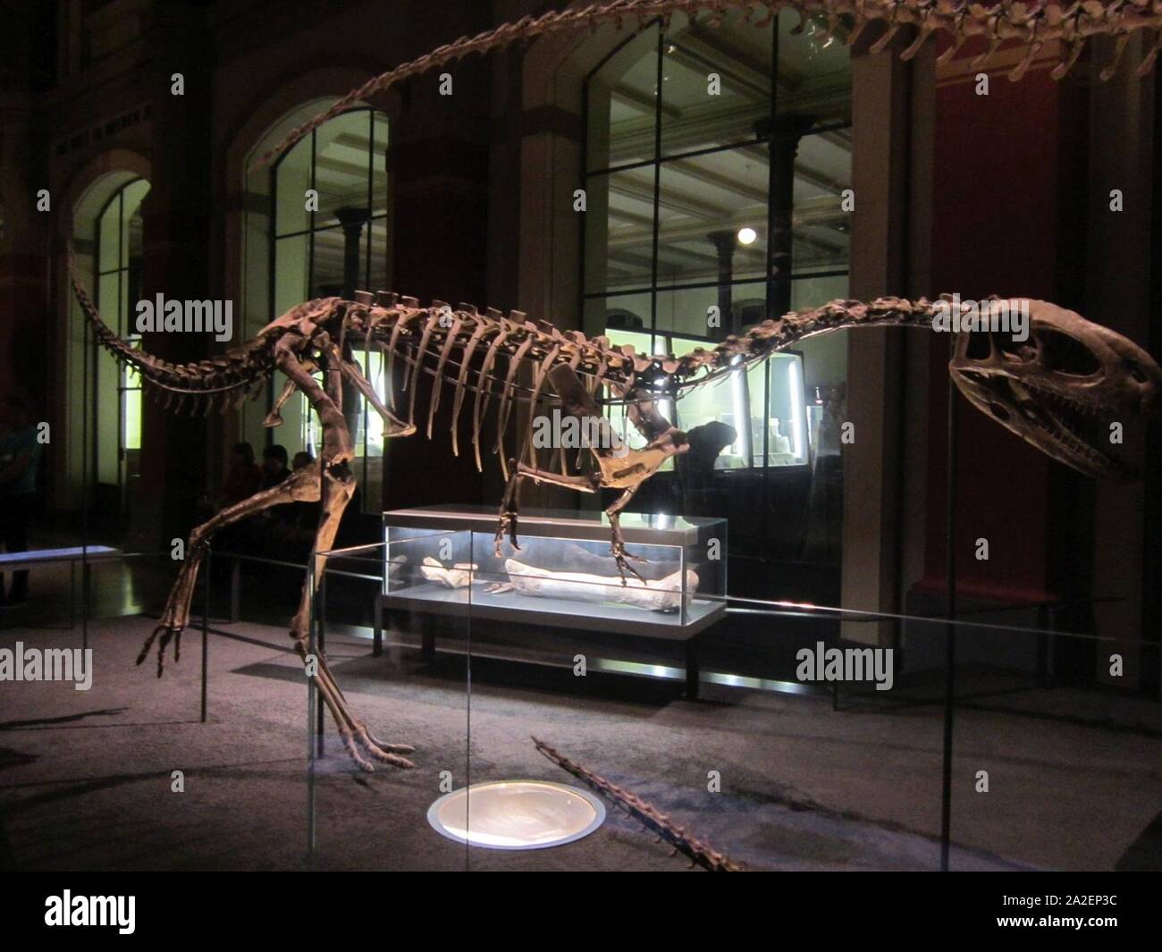 Elaphrosaurus hi-res stock photography and images - Alamy