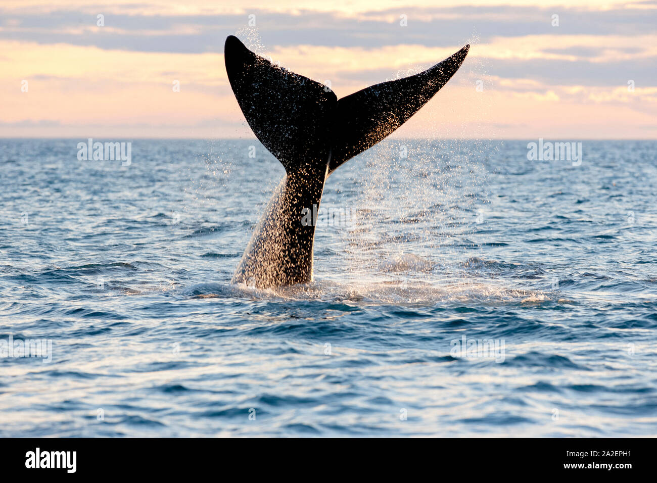 Tail of southern right whale hi-res stock photography and images - Alamy