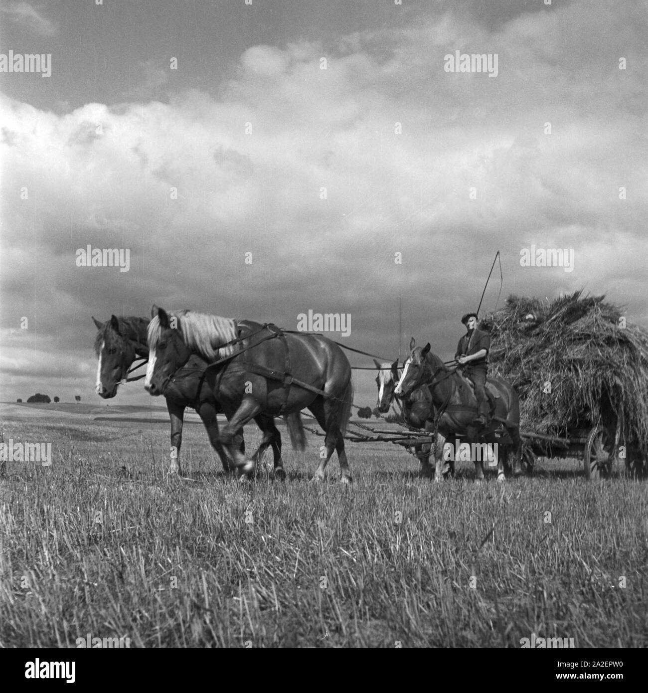 Heuernte in masuren in ostpreussen hi-res stock photography and images ...