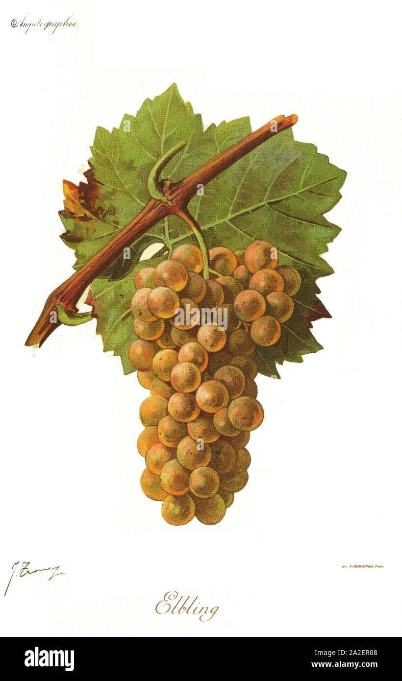 Vermorel hi-res stock photography and images - Alamy