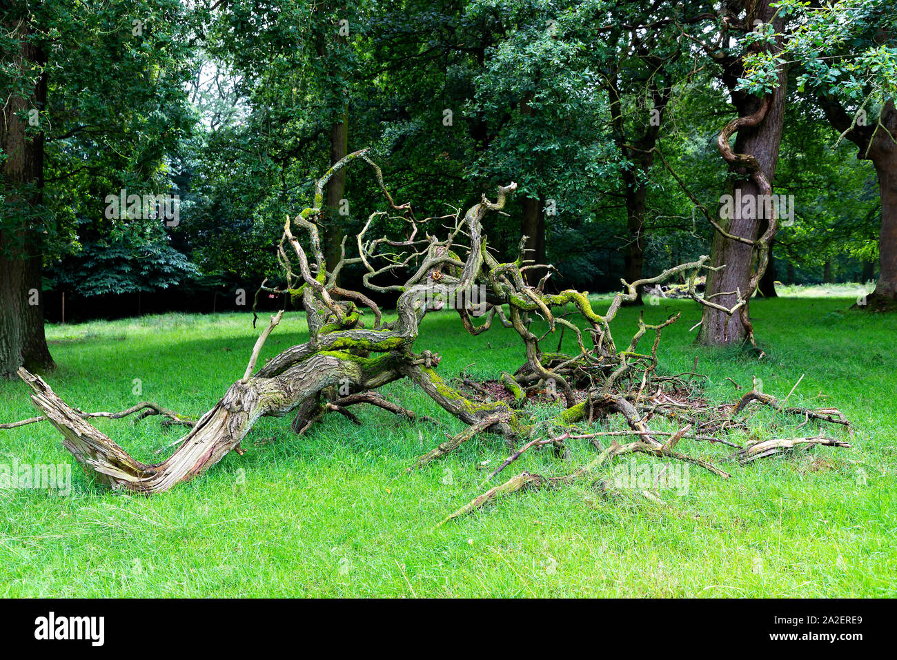 Snapped branch hi-res stock photography and images - Alamy