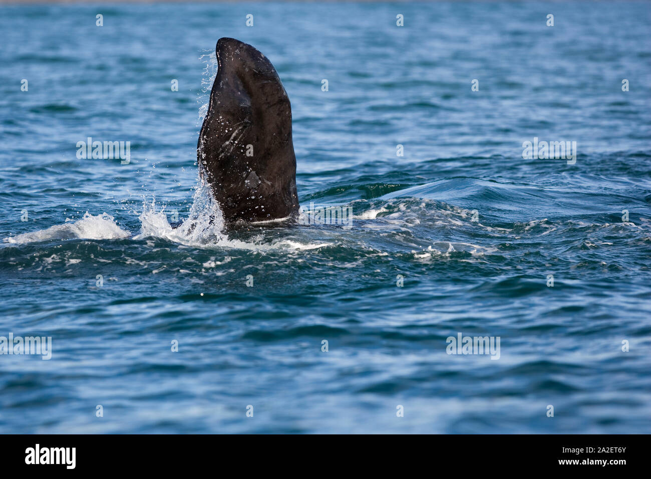 Back pectoral hi-res stock photography and images - Alamy