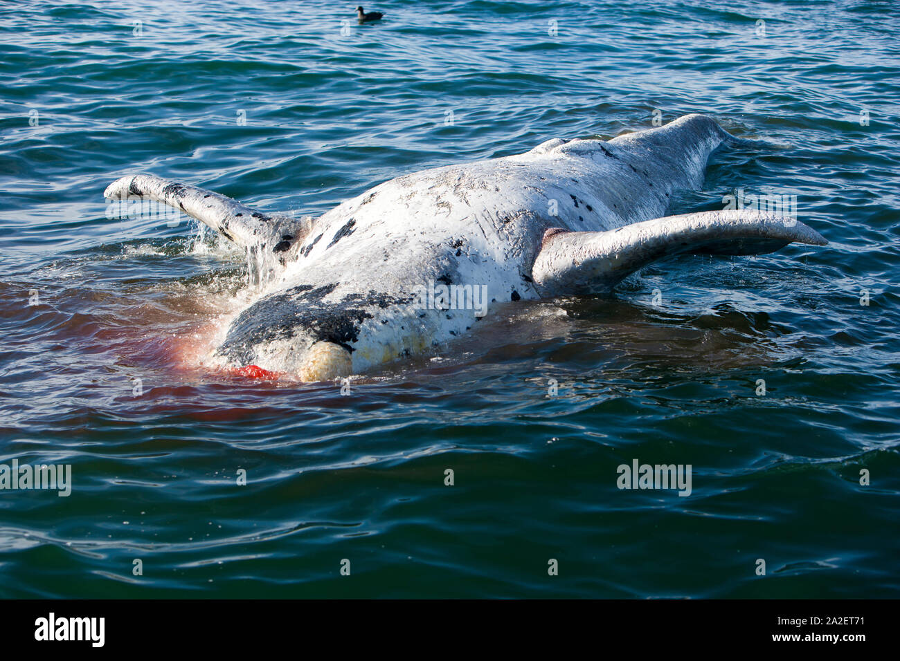 Dead calf of southern right whale, Eubalaena australis, Conservation ...
