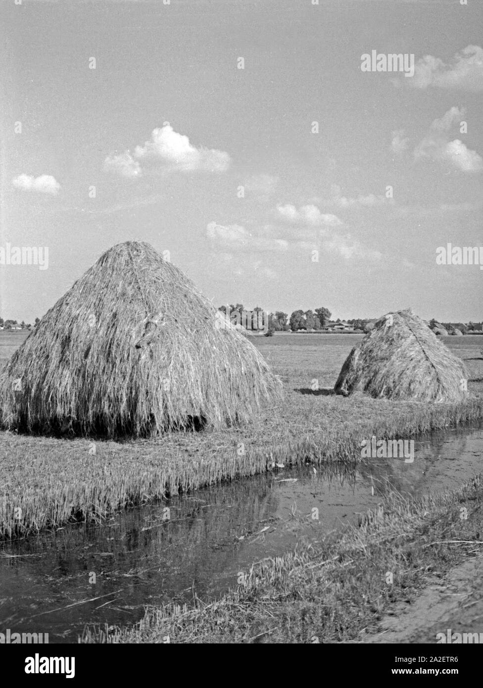 Auf den Haffwiesen am Kurischen Haff im Memeldelta, Ostpreußen, 1930er ...