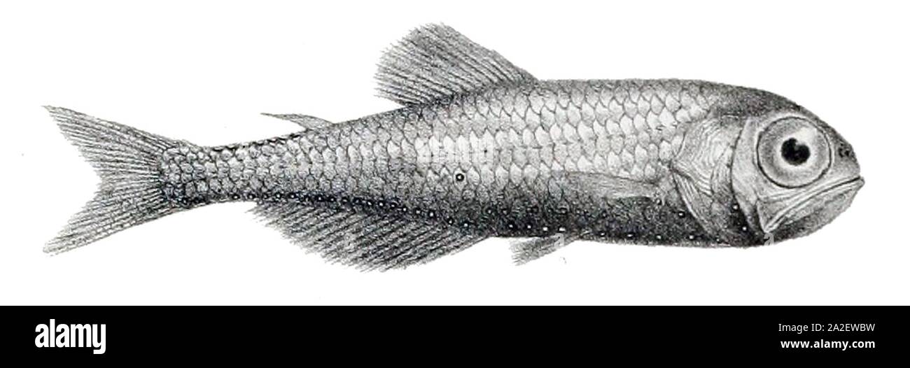 Electrona antarctica hi-res stock photography and images - Alamy