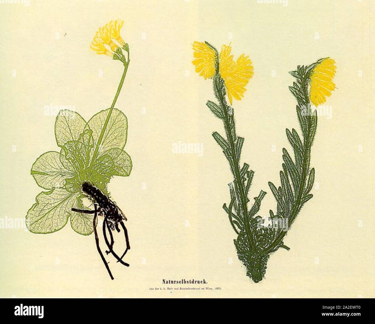 Electrotype hi-res stock photography and images - Alamy