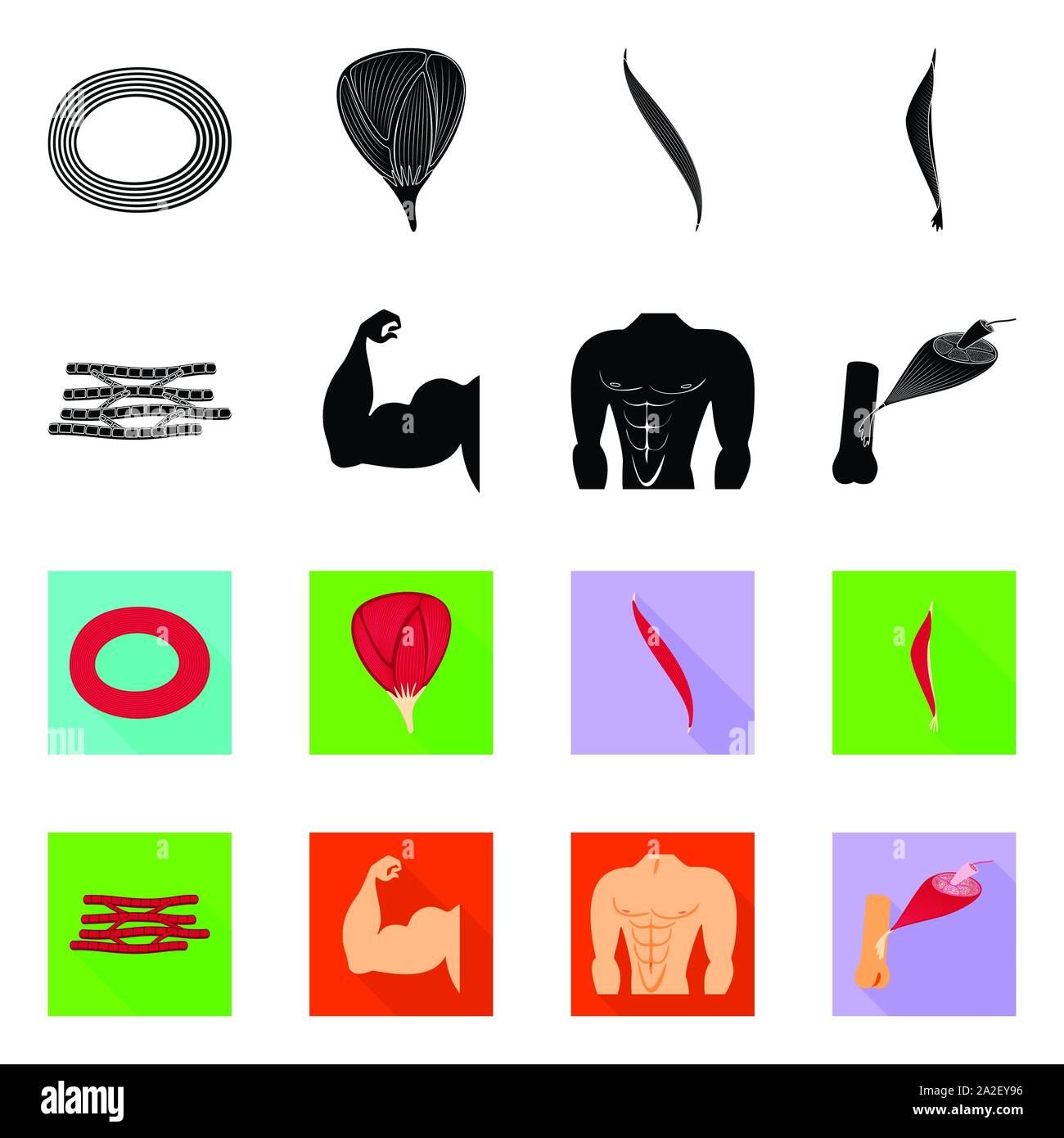 Vector illustration of fiber and muscular icon. Set of fiber and body ...