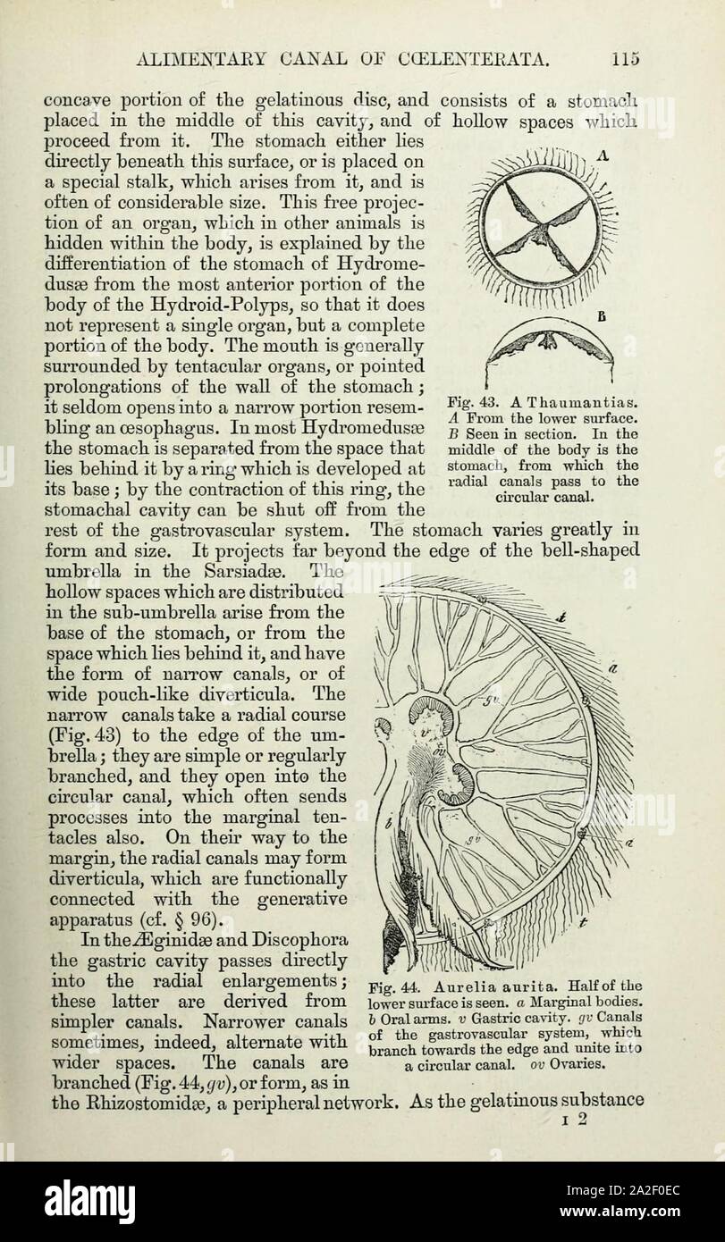 Elements of Comparative Anatomy (Page 115 Stock Photo - Alamy