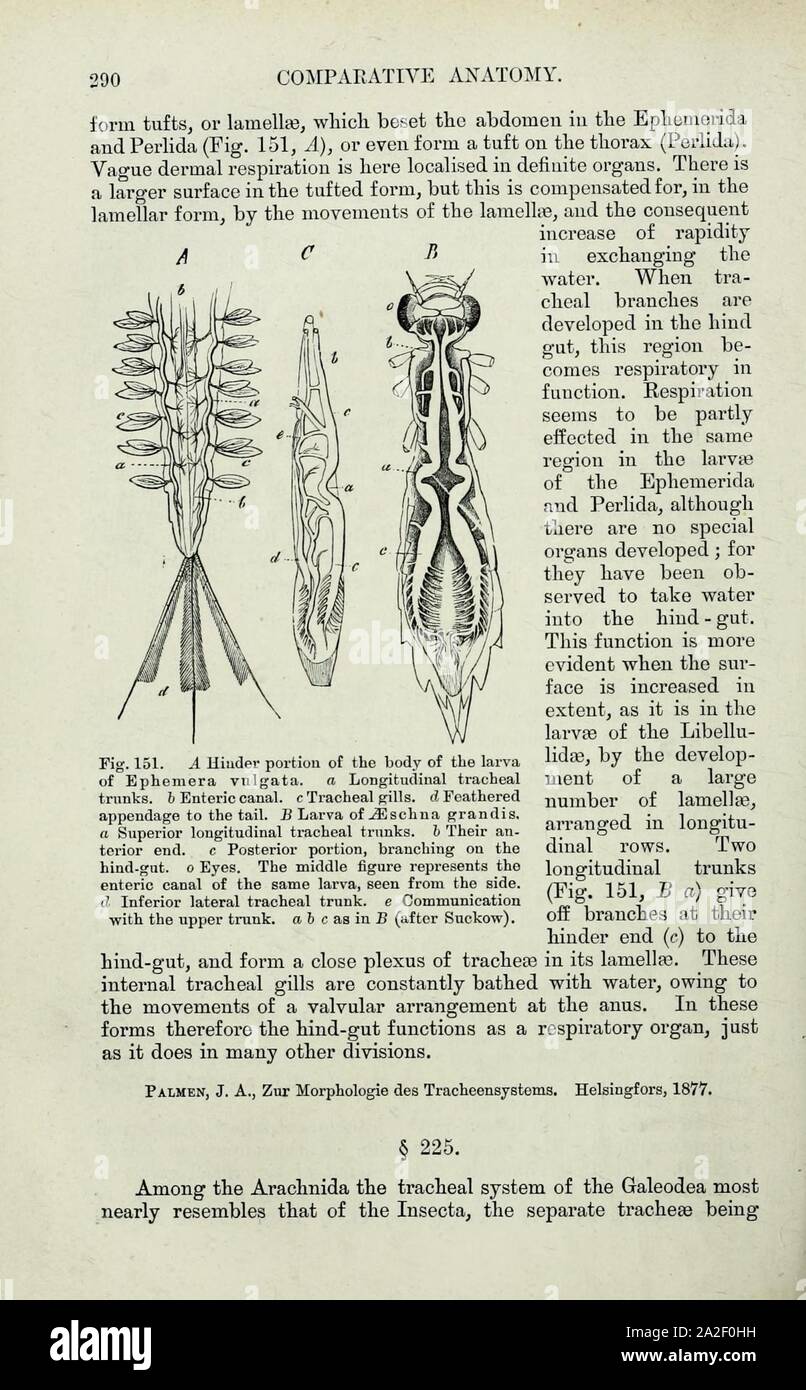 Comparative anatomy hi-res stock photography and images - Alamy