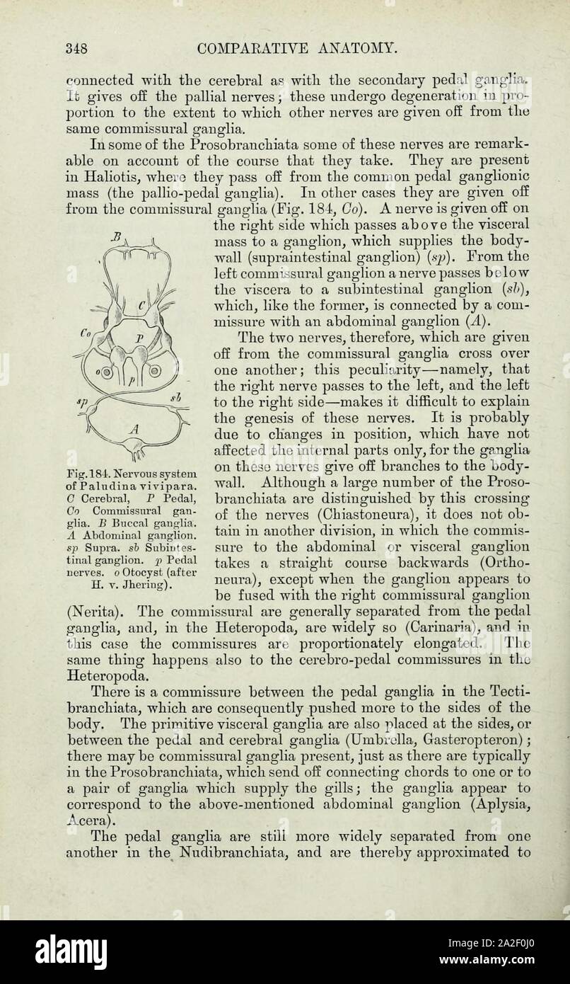 Comparative anatomy hi-res stock photography and images - Alamy