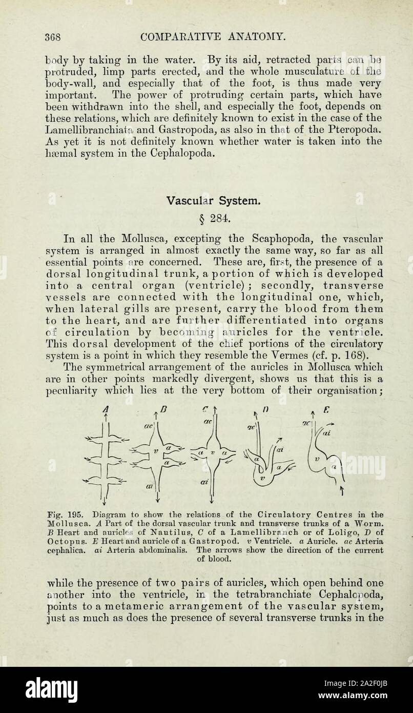 Comparative anatomy hi-res stock photography and images - Alamy