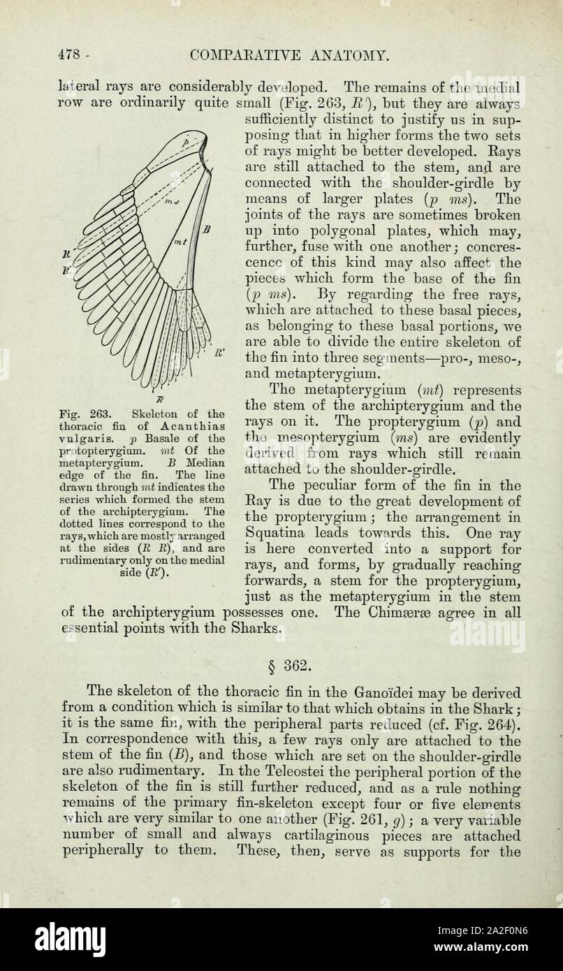 Comparative anatomy hi-res stock photography and images - Alamy