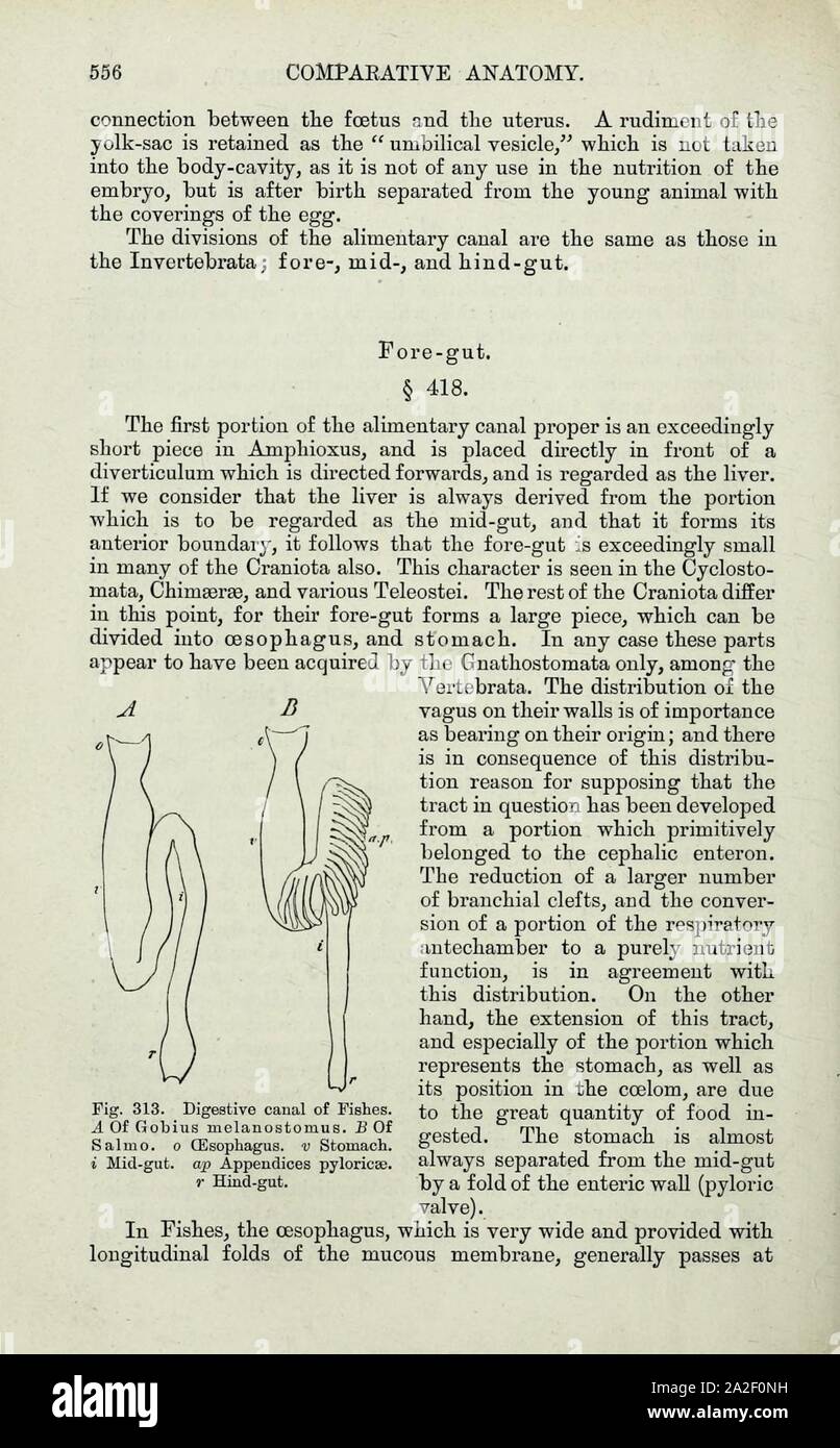 Elements of Comparative Anatomy (Page 556 Stock Photo - Alamy