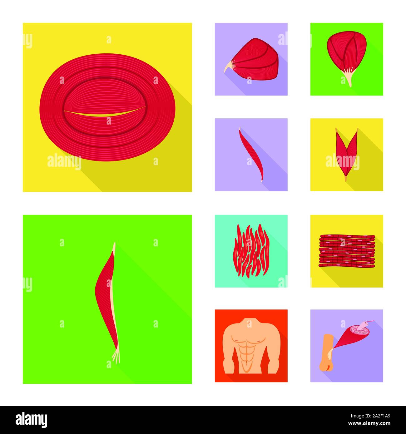 Vector design of muscle and cells icon. Collection of muscle and ...
