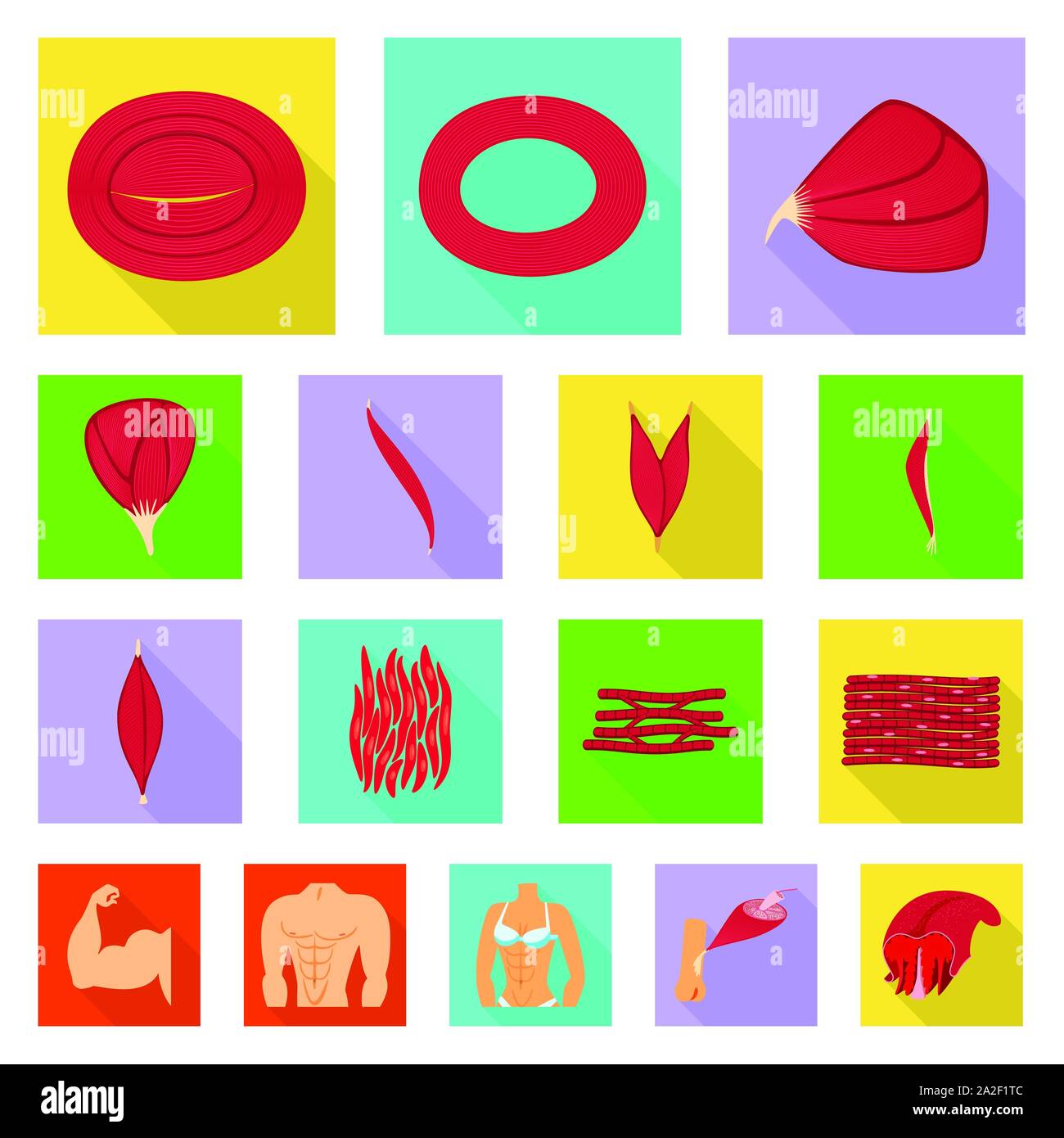 Isolated object of muscle and cells symbol. Collection of muscle and ...