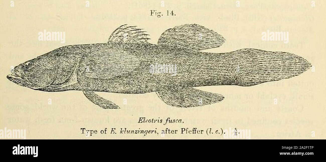 Eleotris fusca hi-res stock photography and images - Alamy