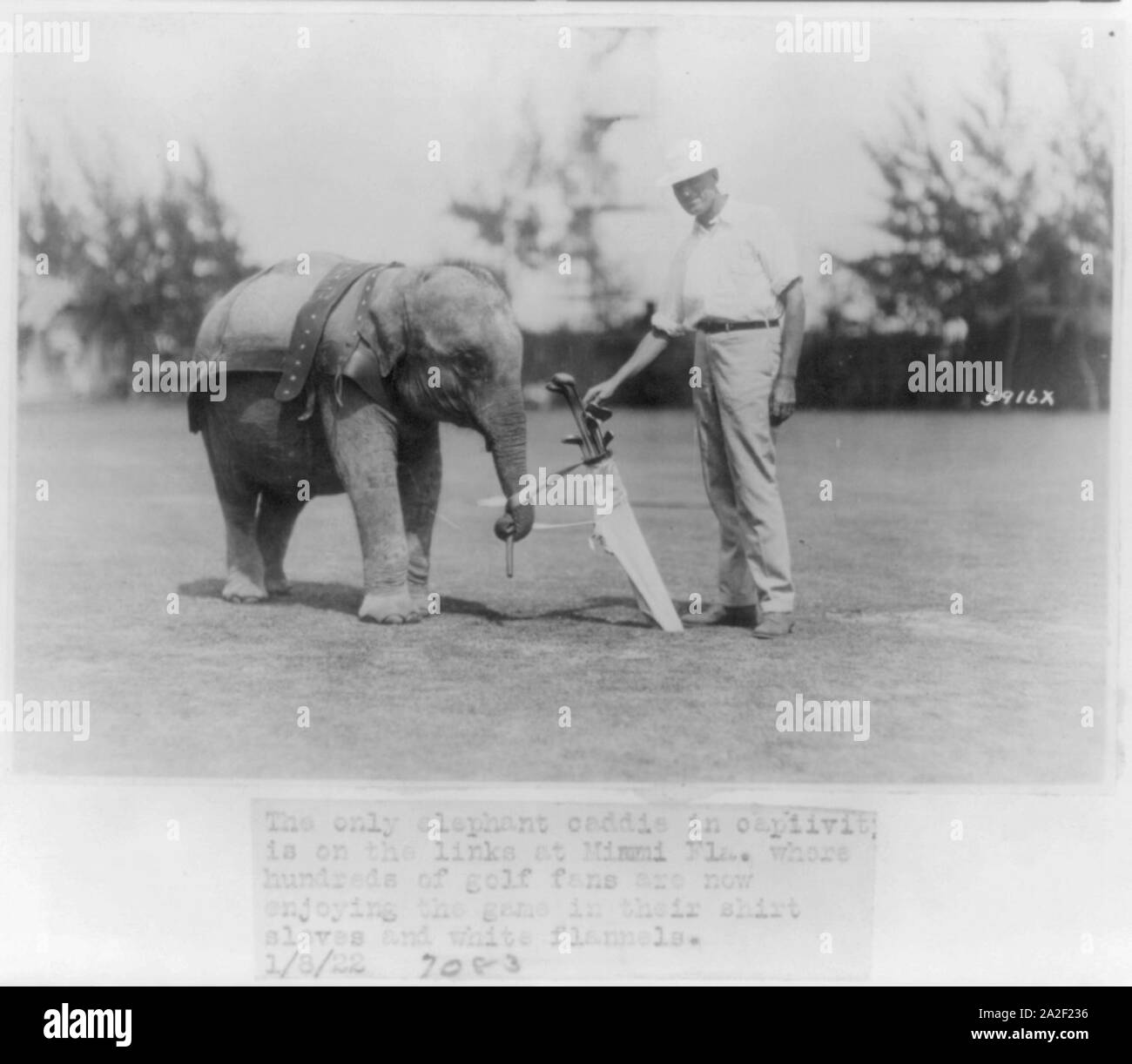 Elephant caddie on Miami, Florida, golf course Stock Photo - Alamy