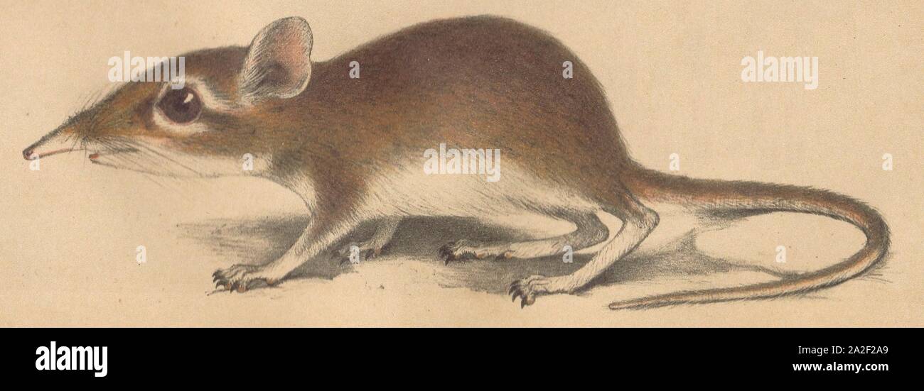 Elephantulus rufescens Peters 1878 Stock Photo - Alamy