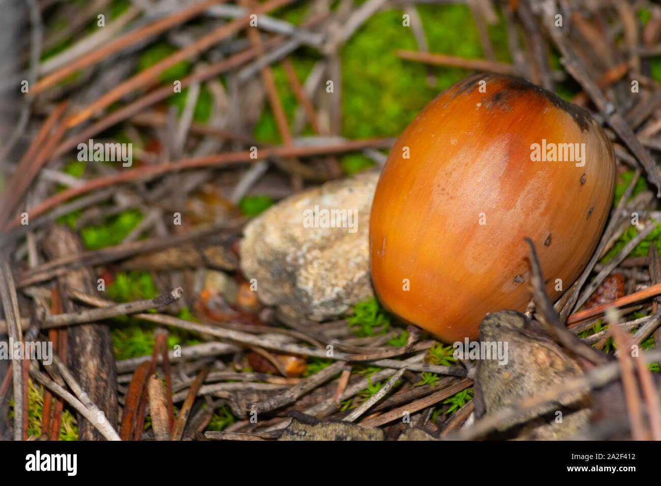 Wild acorns hi-res stock photography and images - Alamy