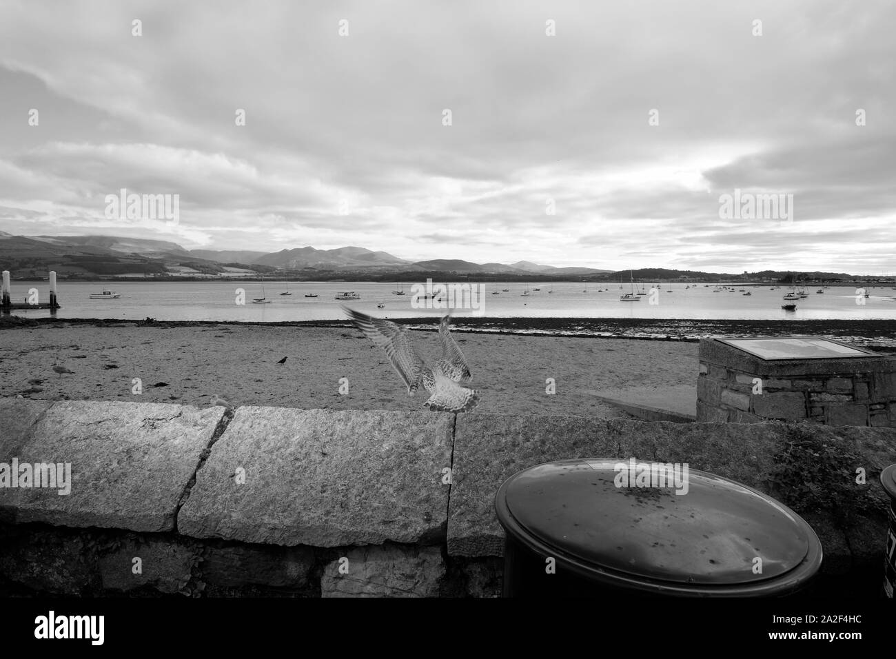 Launching itself skyward hi-res stock photography and images - Alamy