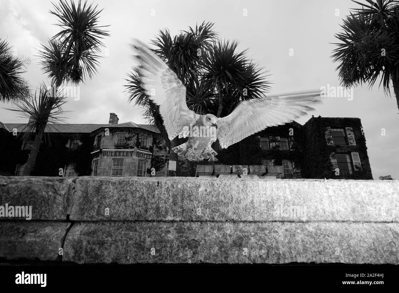 Launching itself skyward hi-res stock photography and images - Alamy