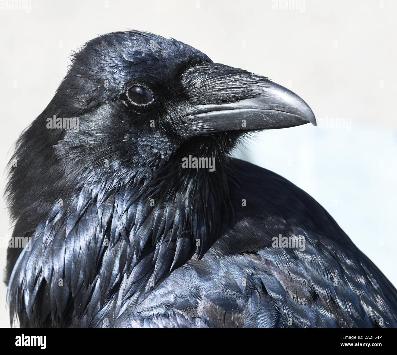 Raven close up hi-res stock photography and images - Alamy