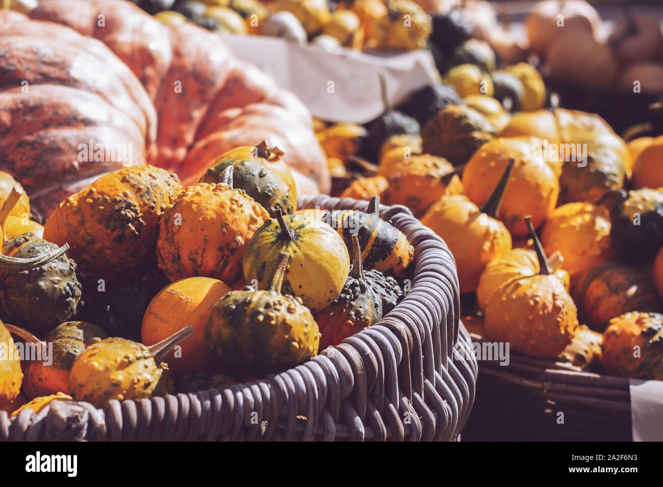 Bunch of decorative mini pumpkins and gourds in baskets on farmers ...
