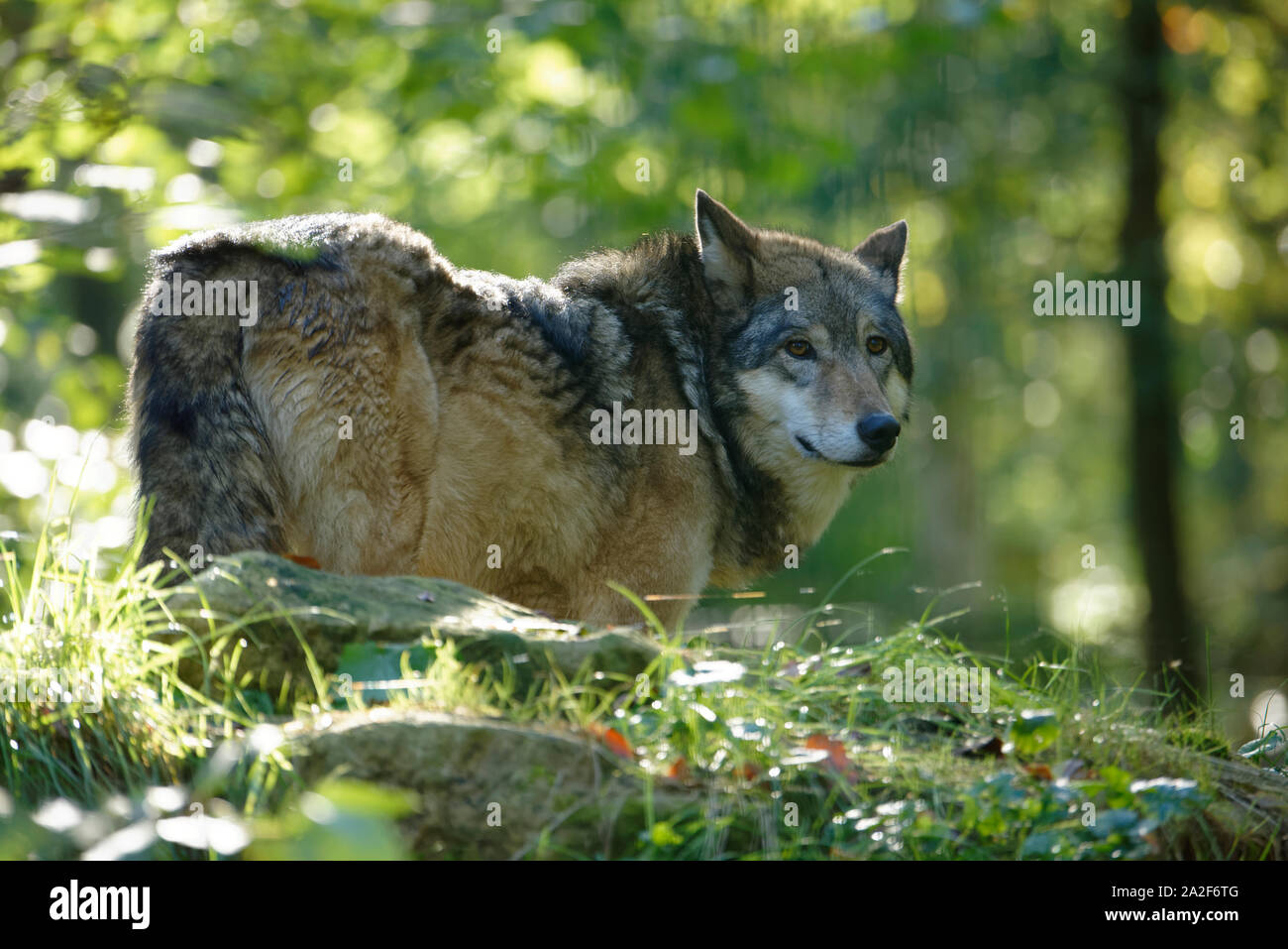 Gray Wolf (Canis lupus Stock Photo - Alamy