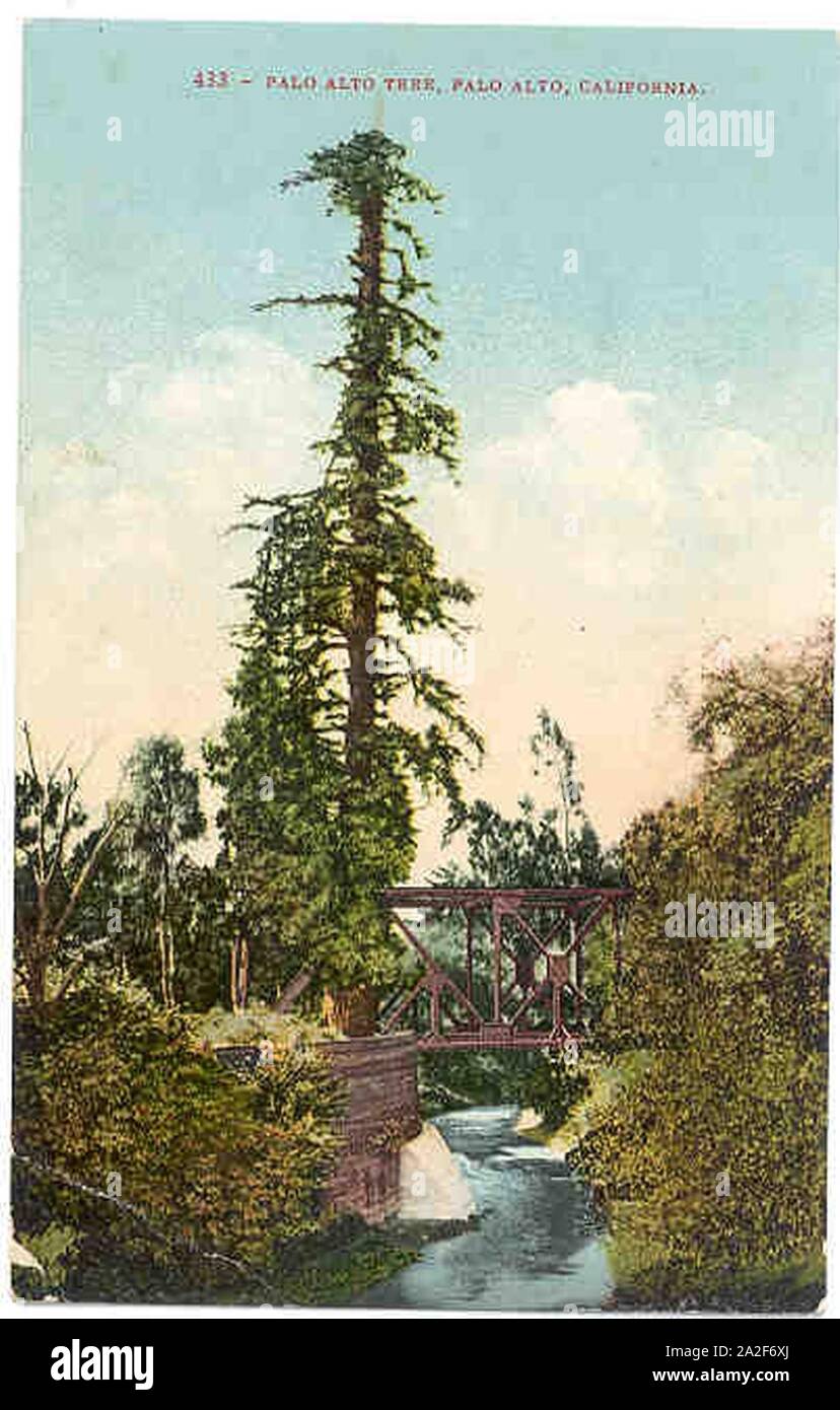 El palo alto tree hi-res stock photography and images - Alamy