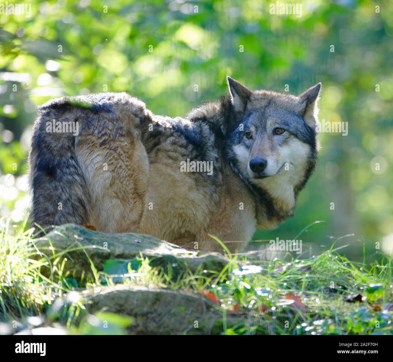 Gray Wolf (Canis lupus Stock Photo - Alamy