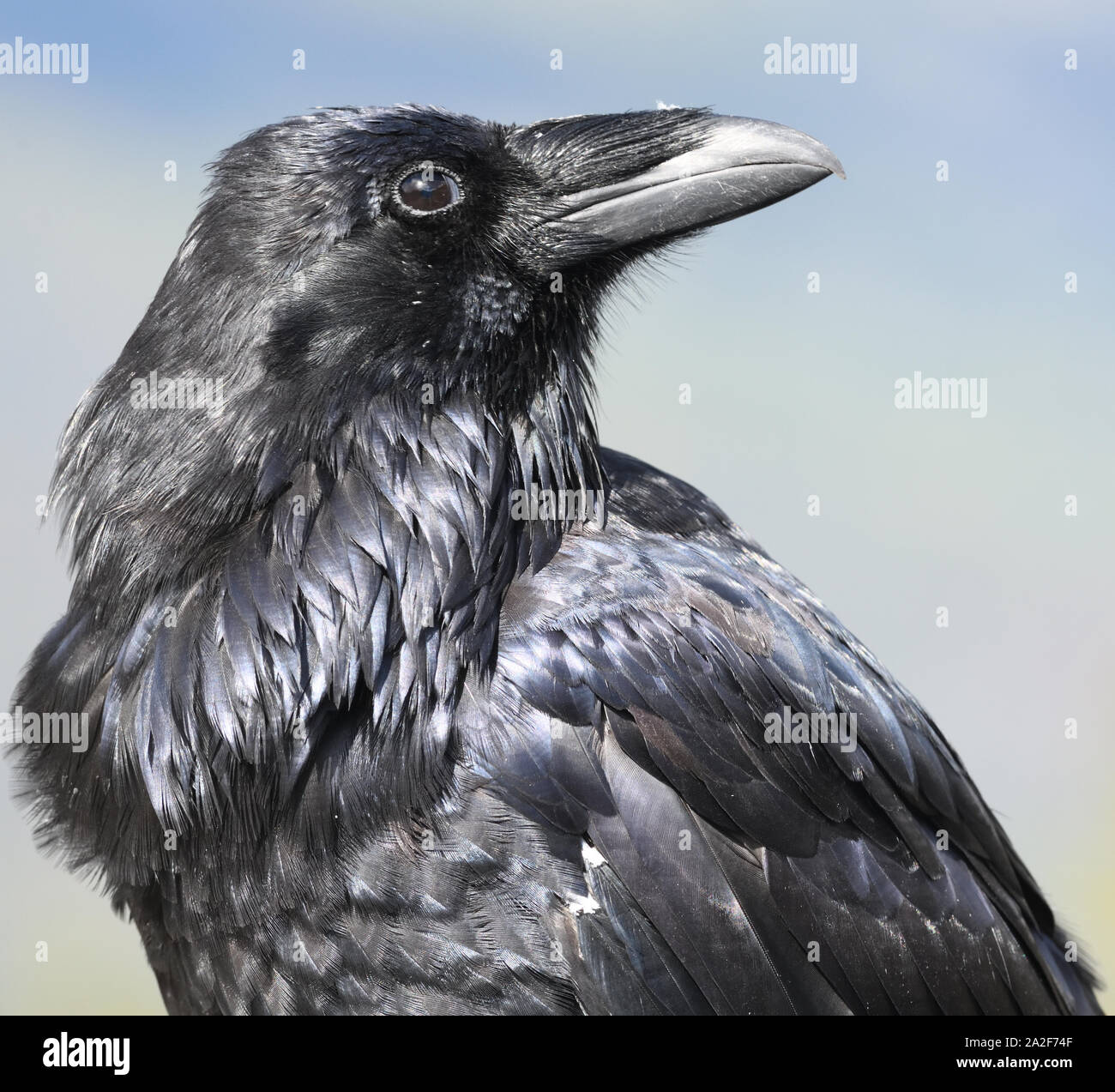 Close-up portrait of a common raven (Corvus corax). Jasper, Alberta ...