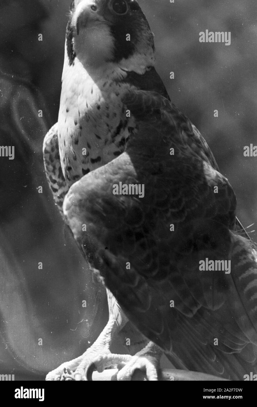 Ein Falke im Stuttgarter Zoo Wilhelma, Deutschland 1930er Jahre. A ...